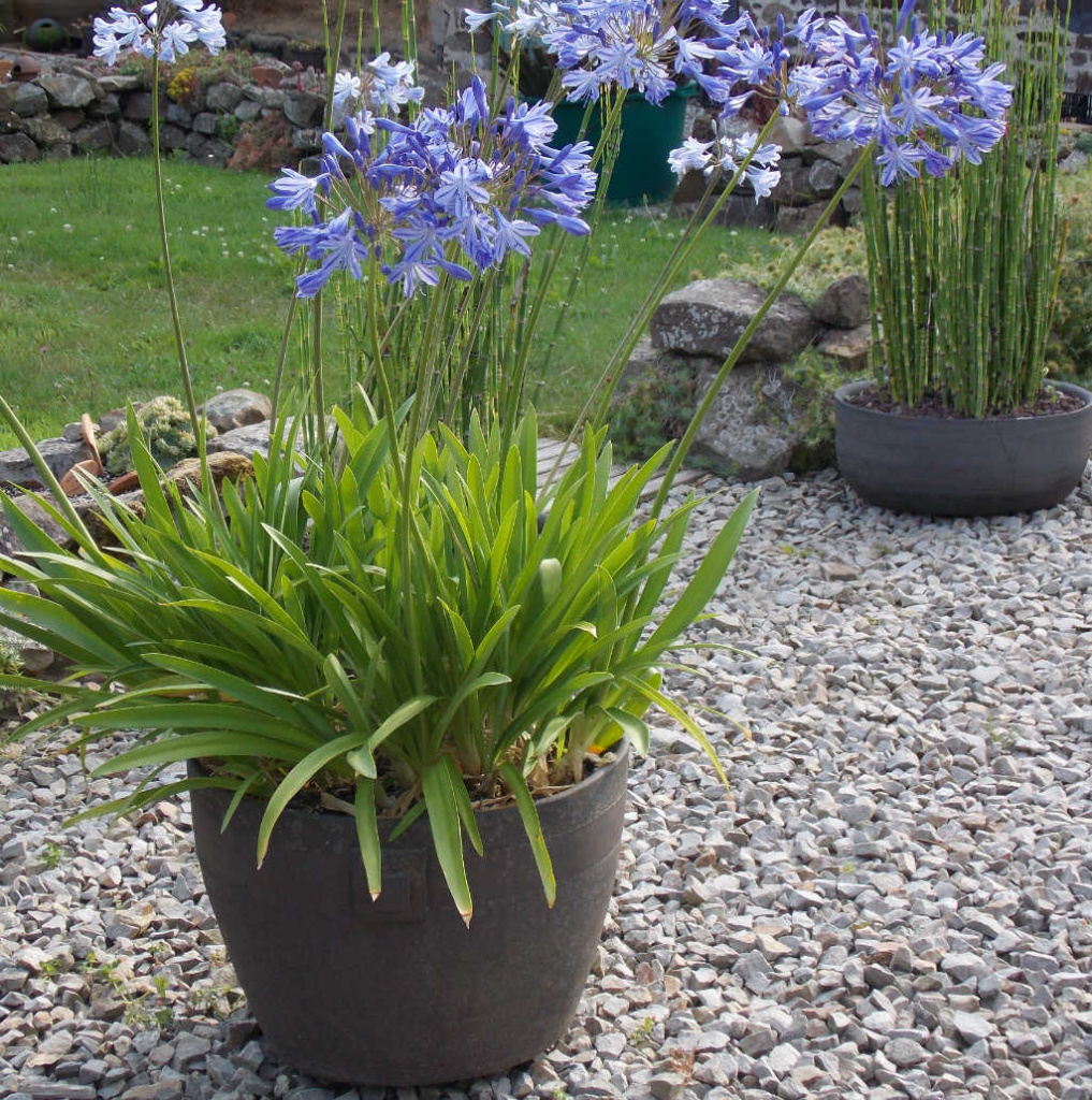 pot de jardin en grès | Poterie